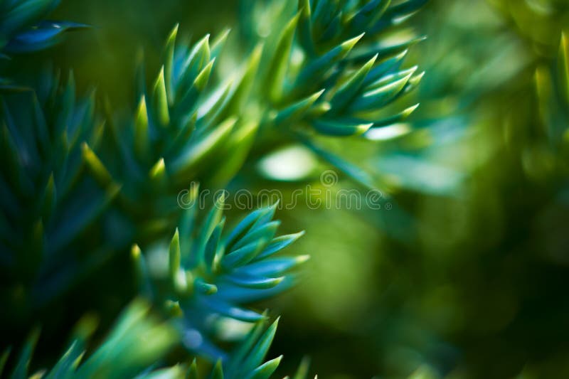 Evergreen Garden Decorative Pine Tree. Stock Photo - Image of natural ...