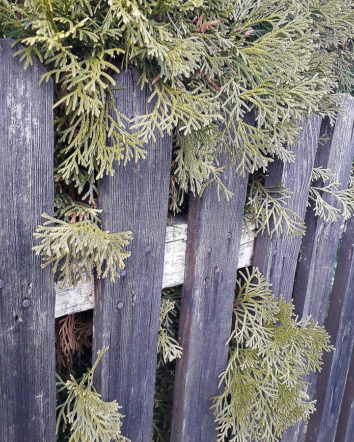 Evergreen green tree stock image. Image of europe, garden - 138174227