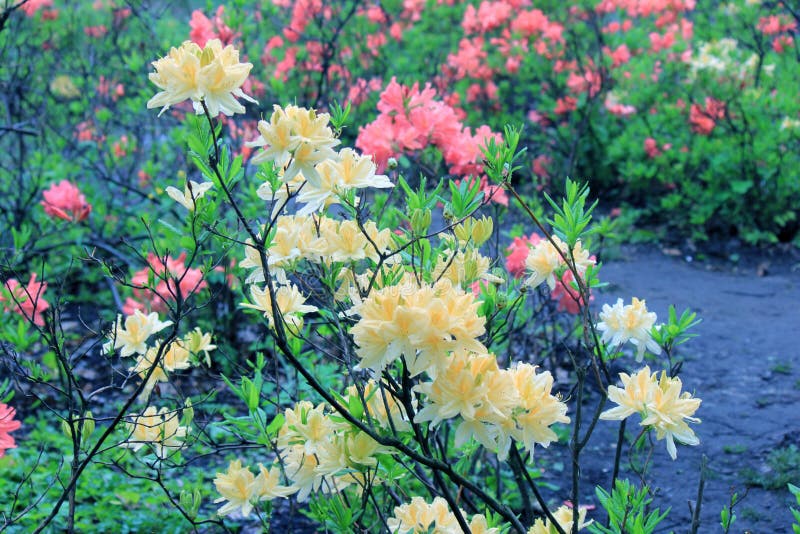 Evergreen Growth - Rhododendron, during the Flowering Period Stock ...