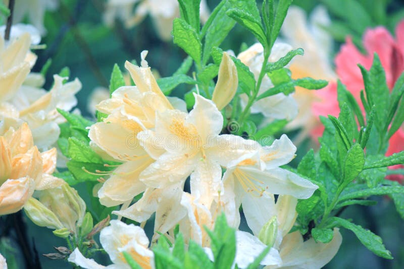 Evergreen Growth - Rhododendron, during the Flowering Period Stock ...