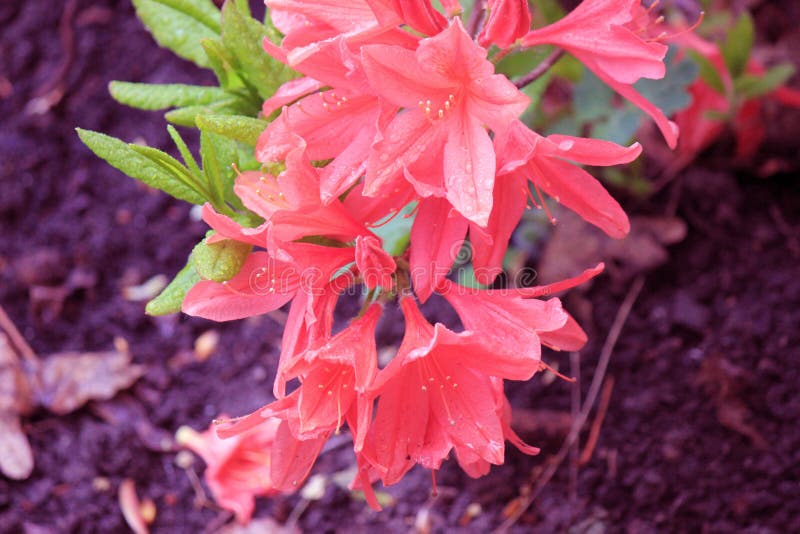 Evergreen Growth - Rhododendron, during the Flowering Period Stock ...