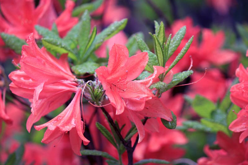 Evergreen Growth - Rhododendron, during the Flowering Period Stock ...