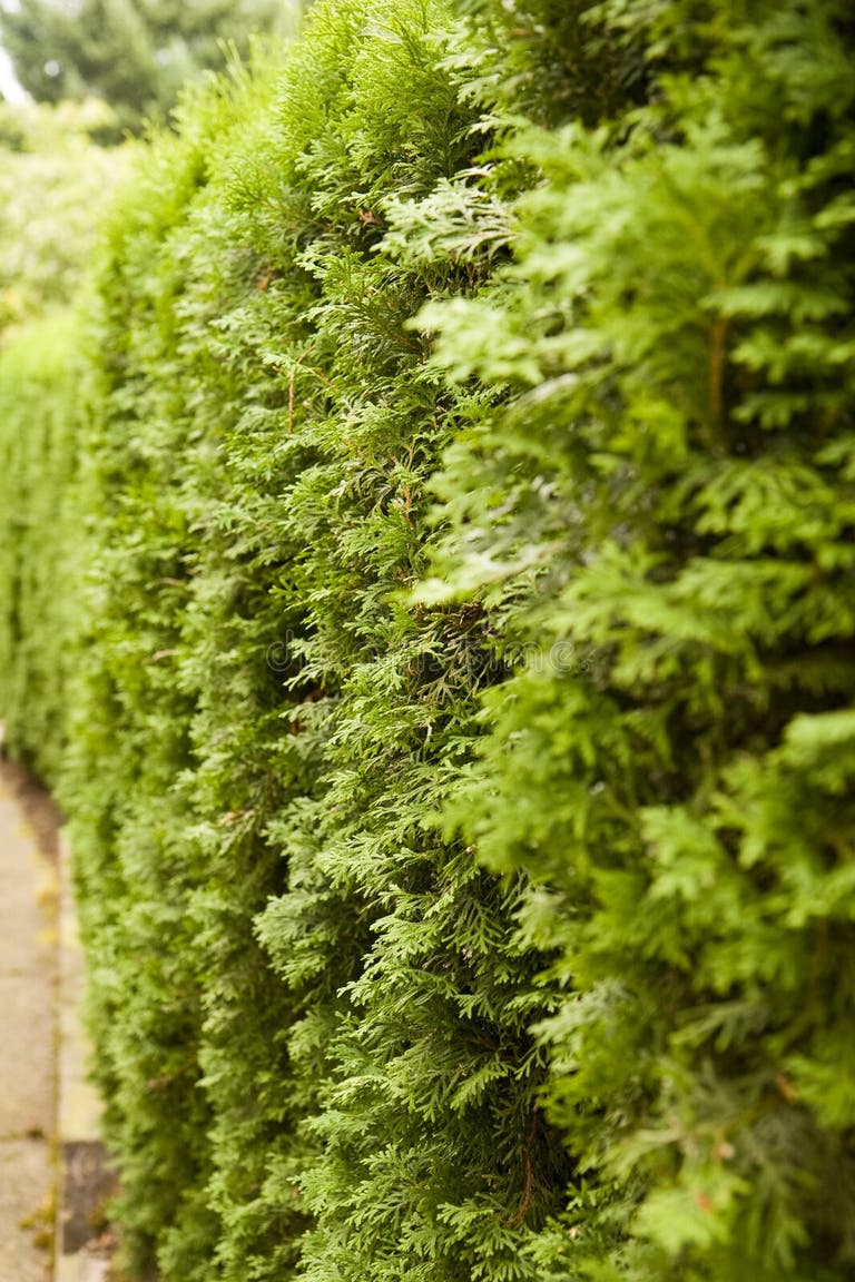 1,182 Juniper Hedge Stock Photos - Free & Royalty-Free Stock Photos ...