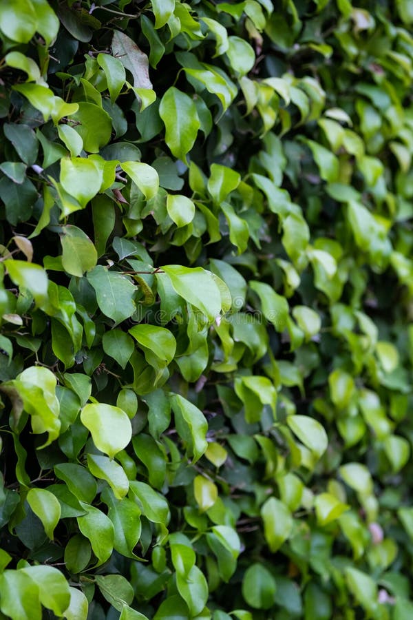 Evergreen Hedge Plants Surface. Natural Wall Plants Background Stock ...