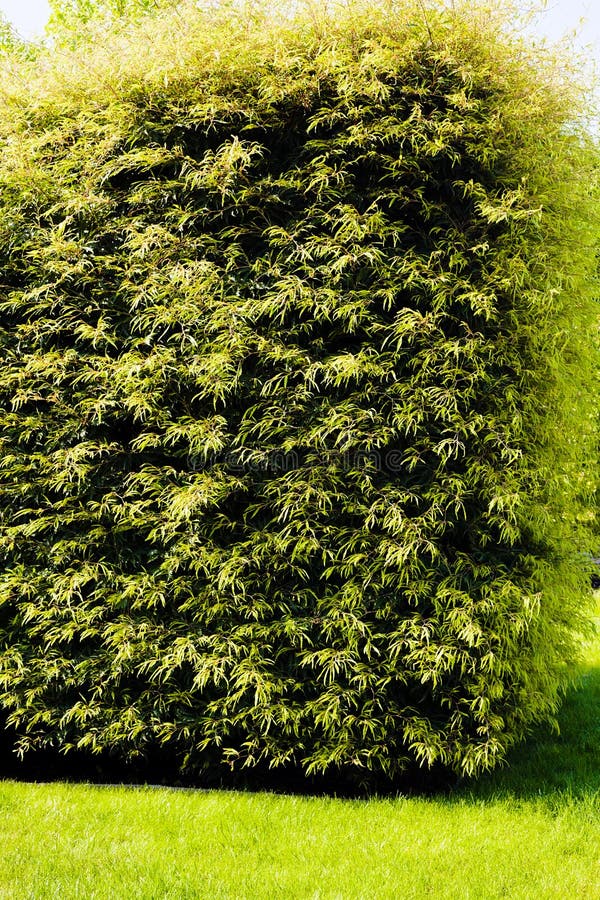 Evergreen hedges stock photo. Image of park, hedge, grass - 73789384