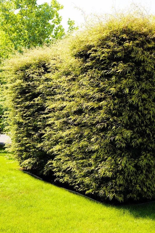Evergreen hedges stock image. Image of wallpaper, outdoor - 73789455