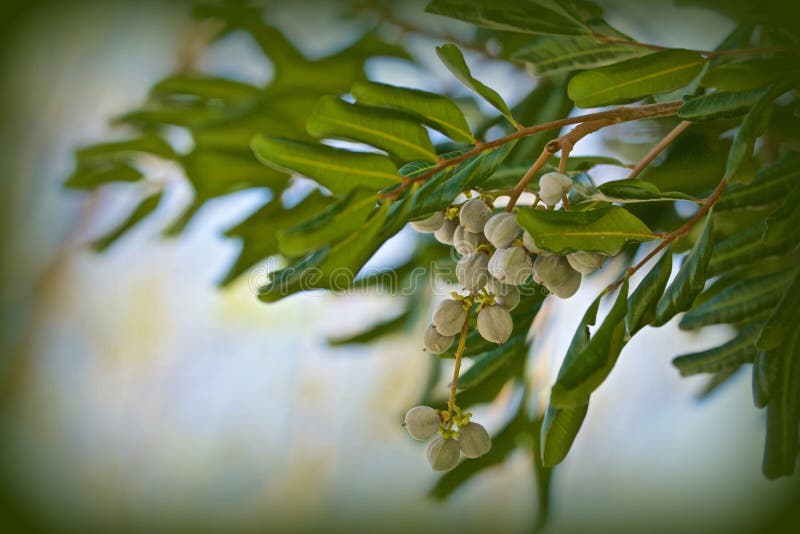 Evergreen Huckleberry tree stock image. Image of flower - 58825335