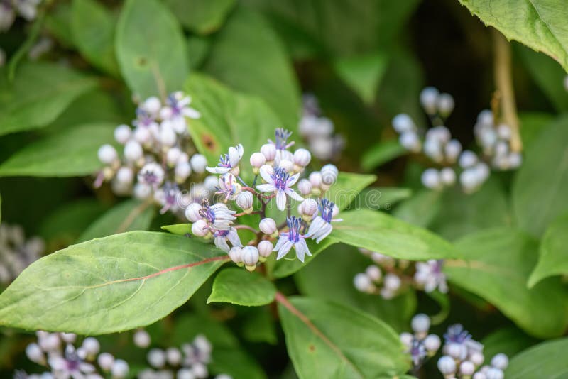Evergreen Hydrangea Dichroa Versicolor, Close-up of Buds and Flowers ...