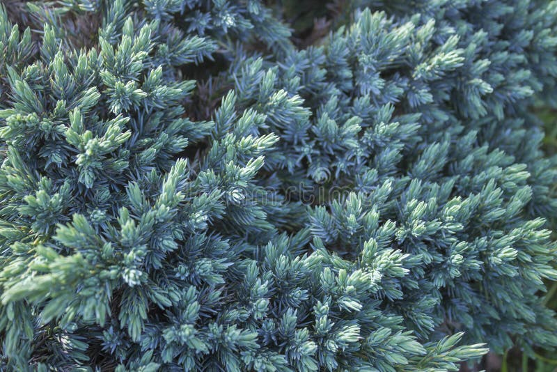 Evergreen Juniper Background. Photo of Bush with Green Needles ...