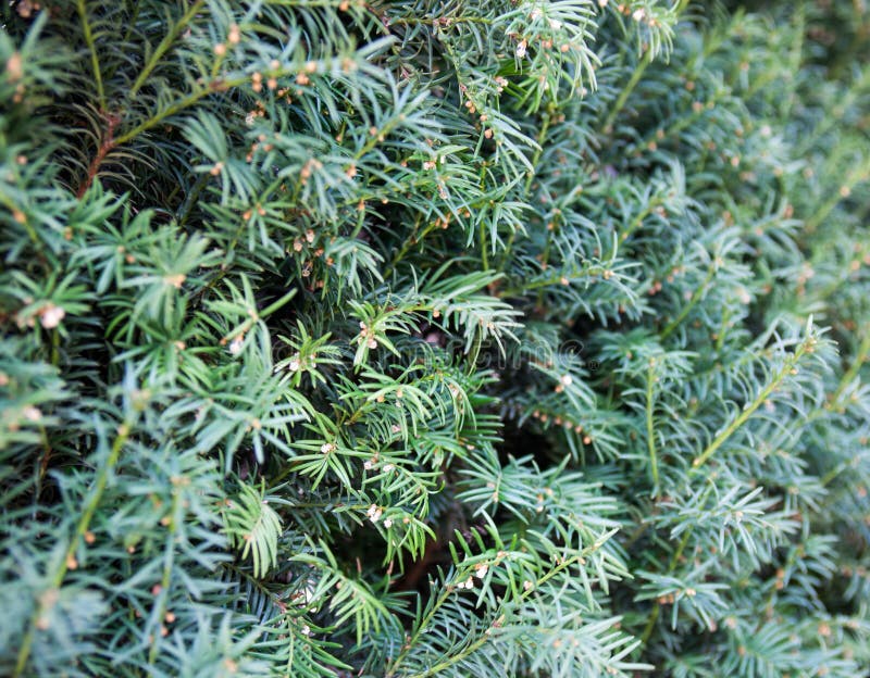 Evergreen juniper branches stock image. Image of evergreen - 65293369