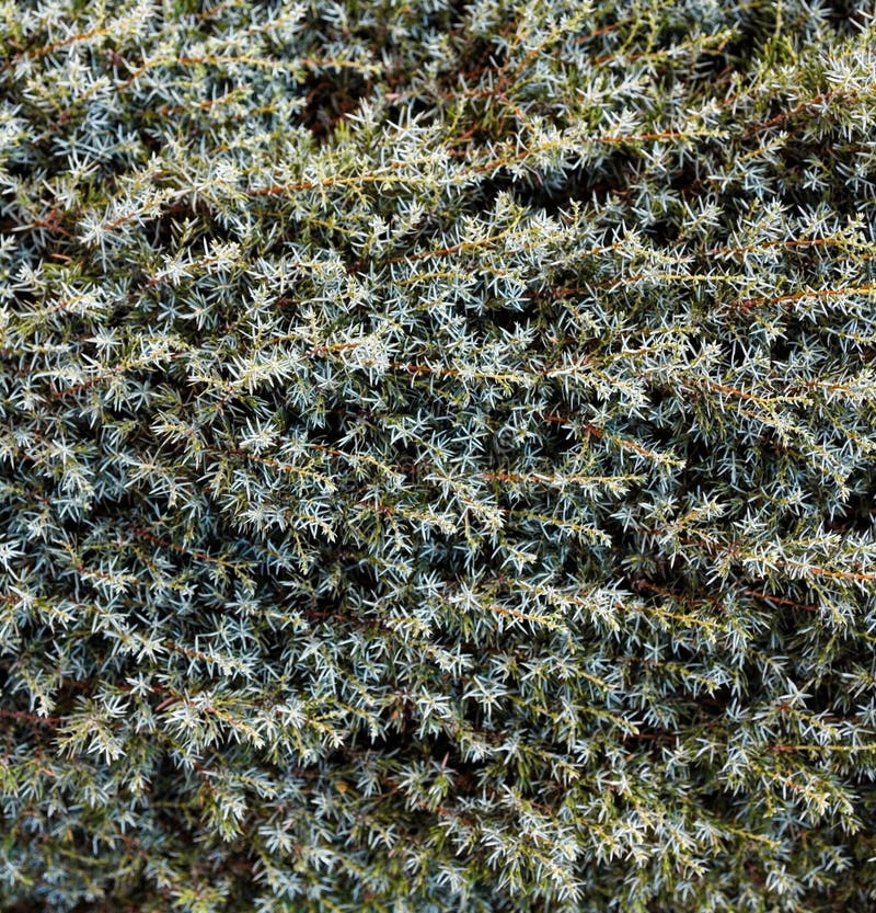 Evergreen Juniper Coniferous Branches Stock Photo - Image of flora ...