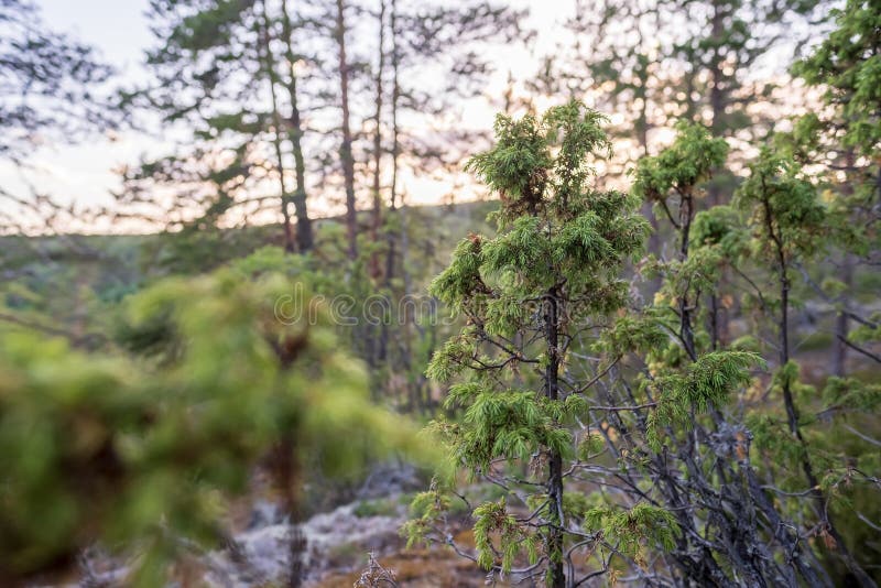 Evergreen Juniper in the Forest on a Summer Evening. Stock Photo ...