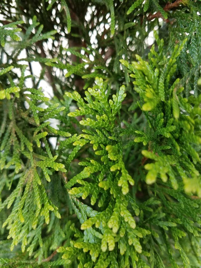 Evergreen stock photo. Image of evergreen, green, nature - 121518220