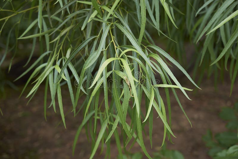 Searsia lancea tree stock photo. Image of leaves, leaflets - 180009090