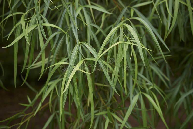 Searsia Lancea, Karee Tree, African Sumac, Willow Rhus Stock Image ...