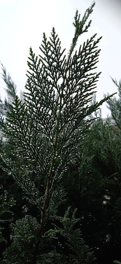 Evergreen Light Butifull Stock Photos - Free & Royalty-Free Stock ...