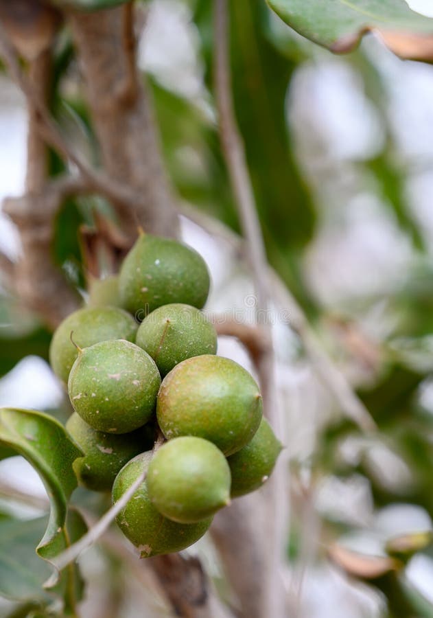 Evergreen Macadamia Free with Ripe Green Nuts in Shell Ready for ...