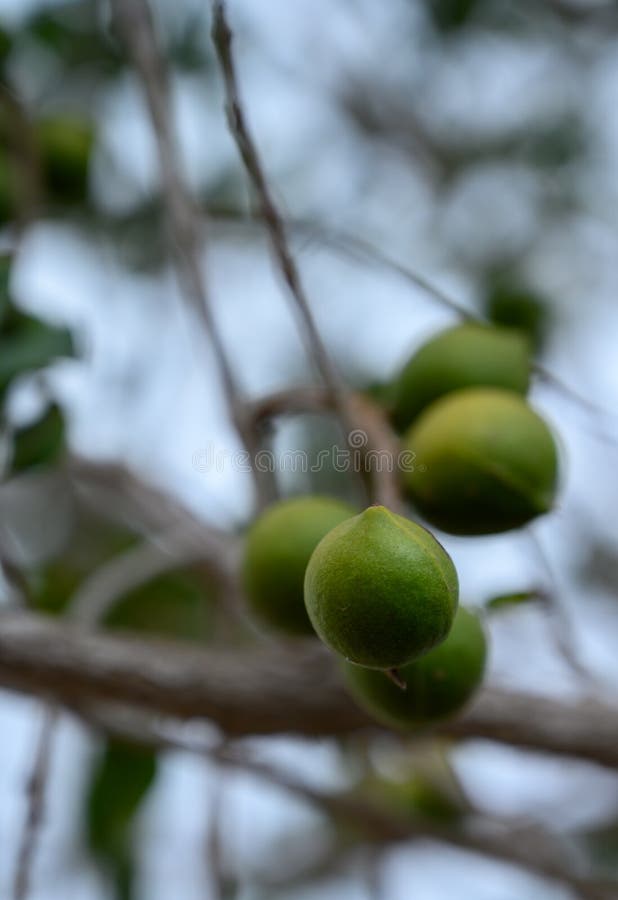 Evergreen Macadamia Free with Ripe Green Nuts in Shell Ready for ...