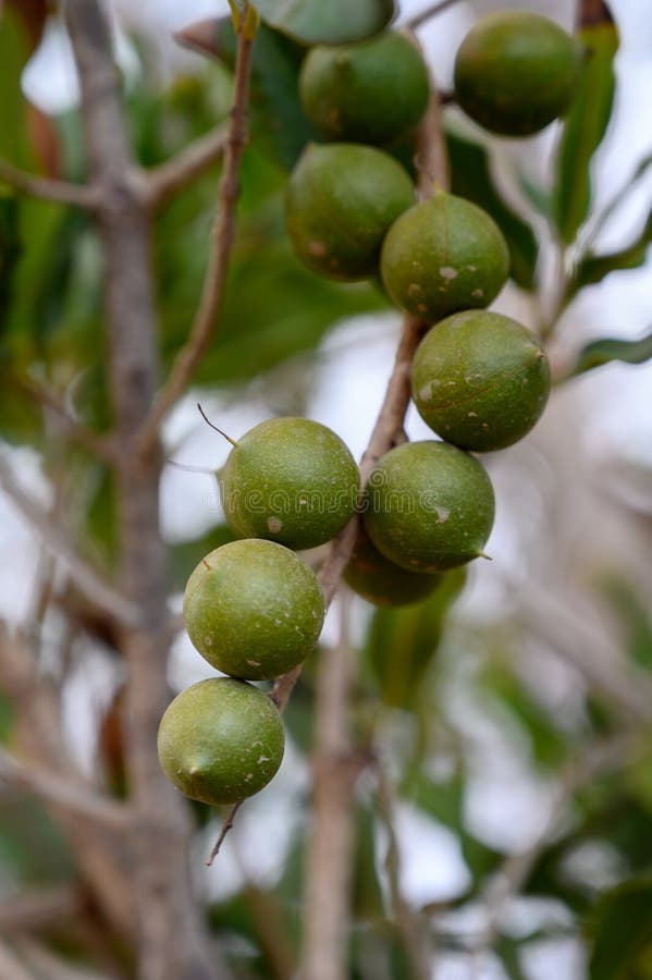 Evergreen Macadamia Free With Ripe Green Nuts In Shell Ready For ...