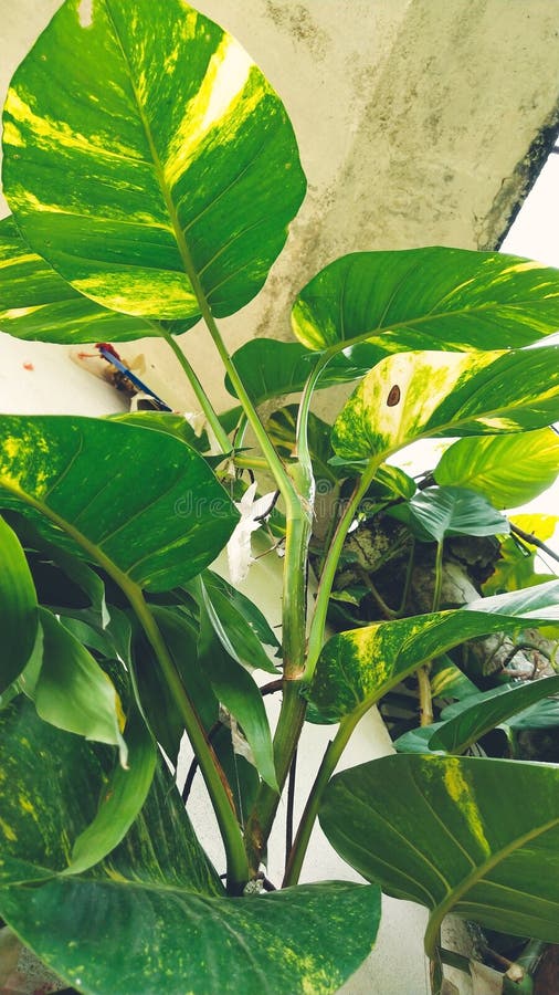 Evergreen Money Plant s stock image. Image of garden - 220314875