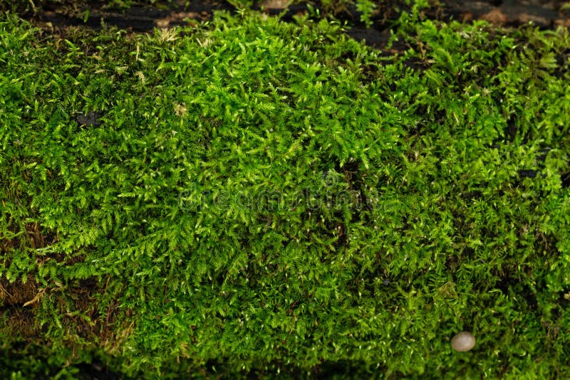 Evergreen Moss Plantago Subulata or Huperzia Selago Stock Image - Image ...