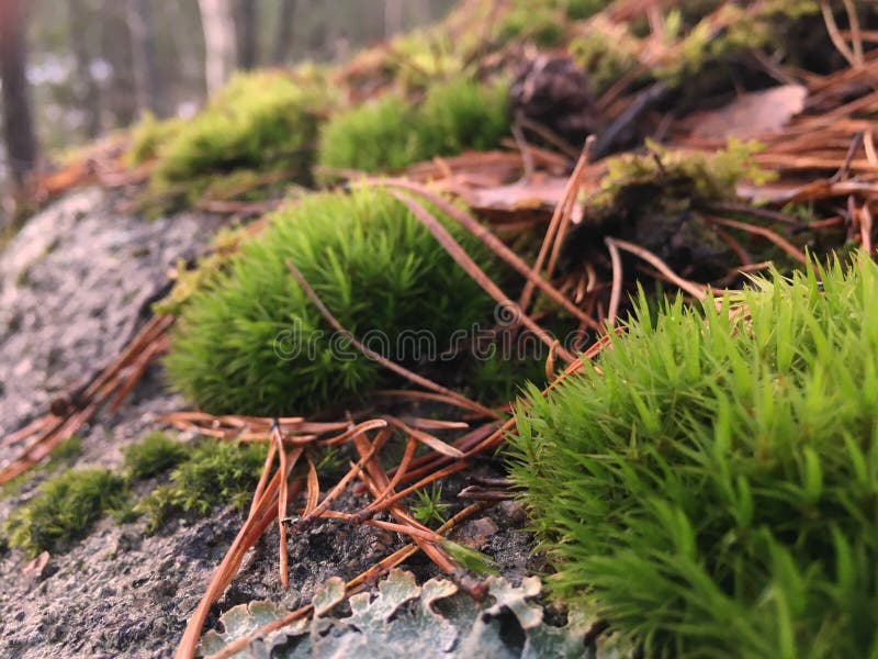 Evergreen Moss Plantago Subulata or Huperzia Selago Stock Image - Image ...