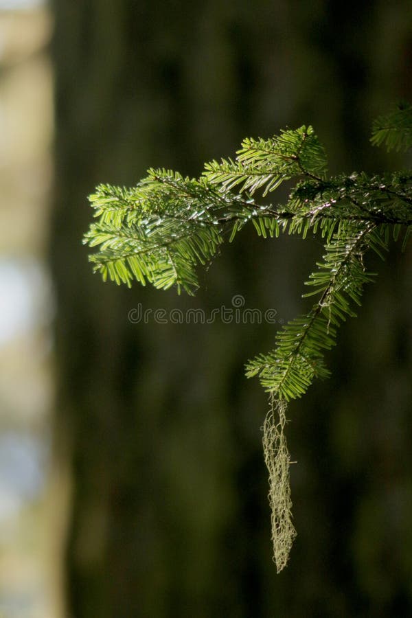 Evergreen Moss Plantago Subulata or Huperzia Selago Stock Image - Image ...