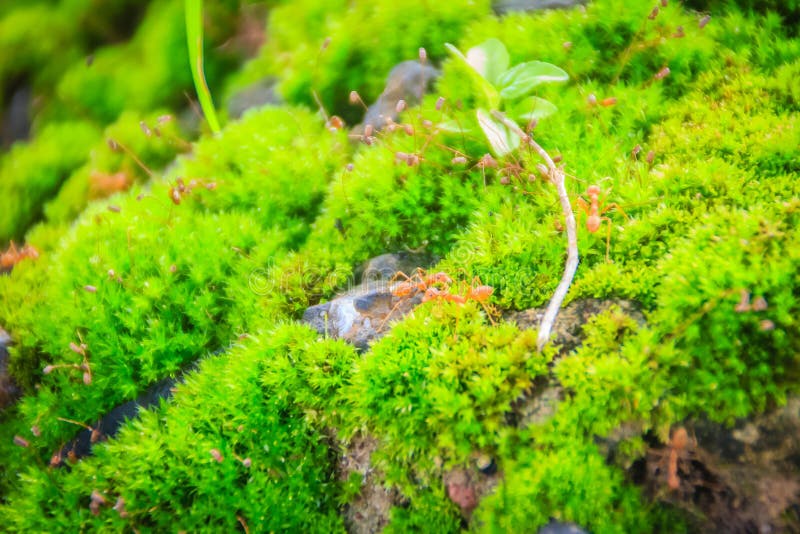 Evergreen Mossy Rock in the Forest with Small Trees for Background ...