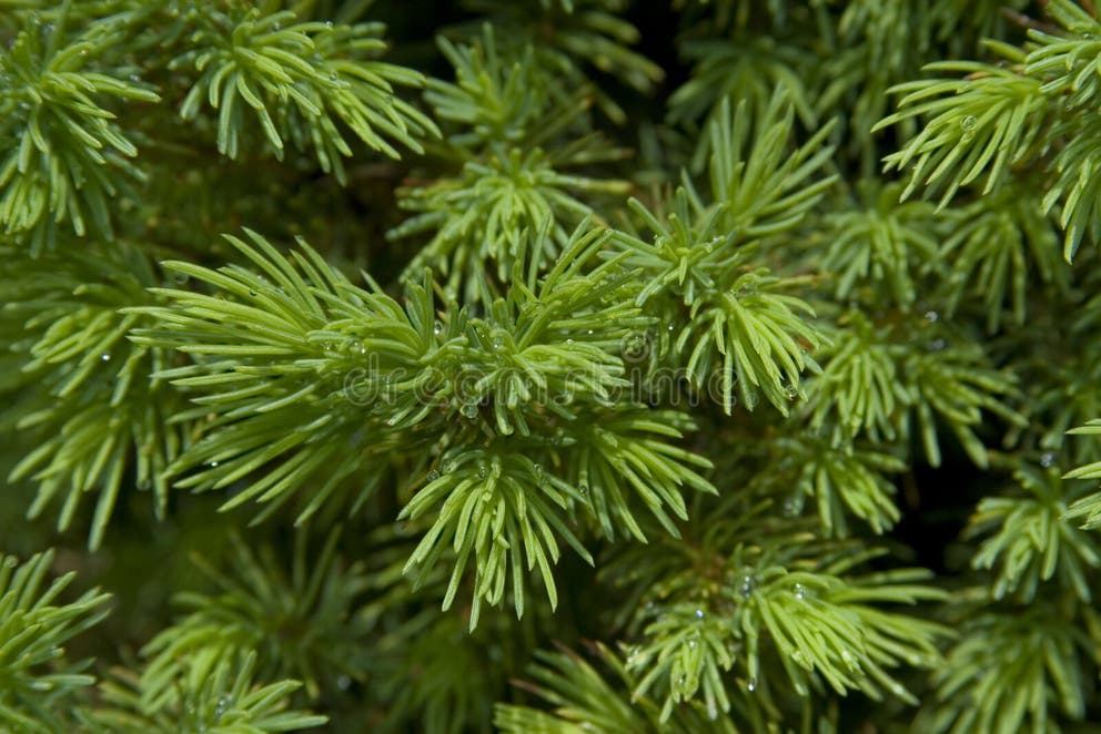 Evergreen Needles stock photo. Image of needle, coniferous - 5359444
