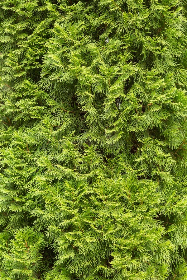 Evergreen Needles Arborvitae, Texture, Background Stock Photo - Image ...