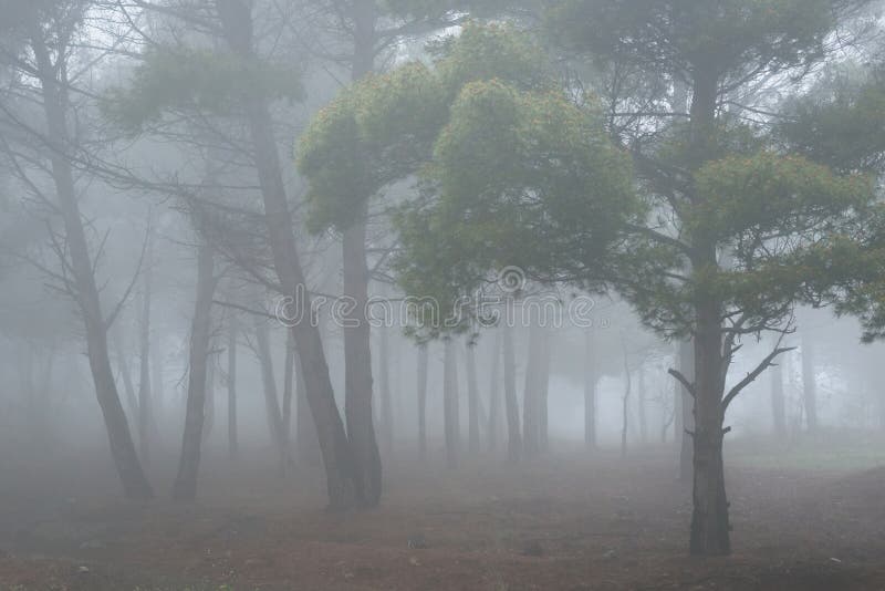 Evergreen Pine Forest in Dense Fog Stock Image - Image of natural ...