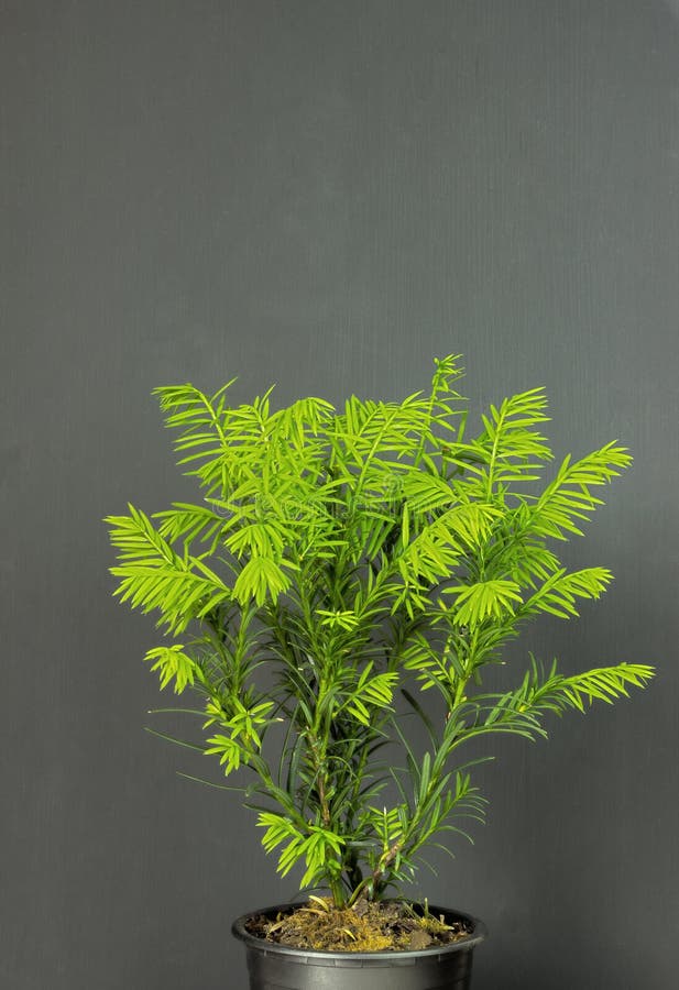 Small Pine Tree in the Garden Stock Photo - Image of decor, pine: 75773854