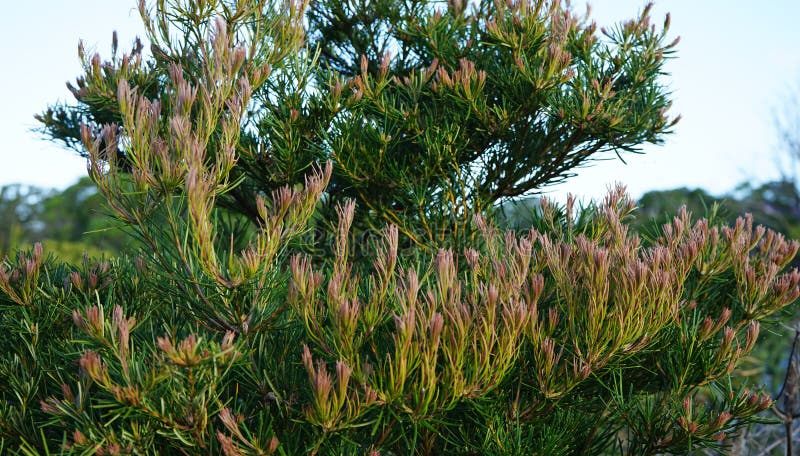 Australia Red Cedar Tree Stock Photos - Free & Royalty-Free Stock ...