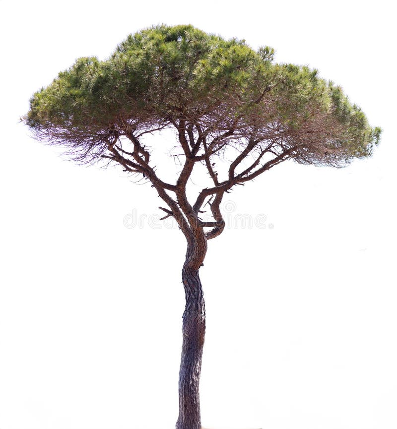Evergreen Pine Tree with Bare Trunk Background Stock Photo - Image of ...