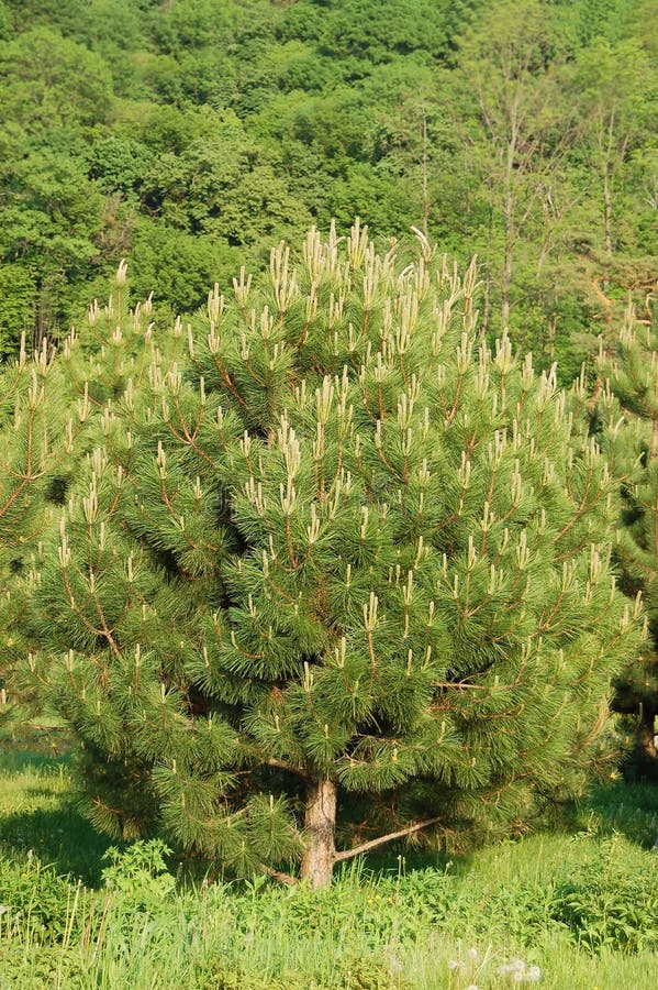Evergreen pine tree stock photo. Image of flora, acerate - 87394662