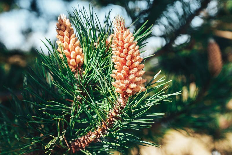 Evergreen Pine Tree Branch with Fresh Green Buds Needles. Stock Photo ...