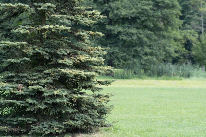 Evergreen Pine Tree Growing in the Green Field Stock Photo - Image of ...