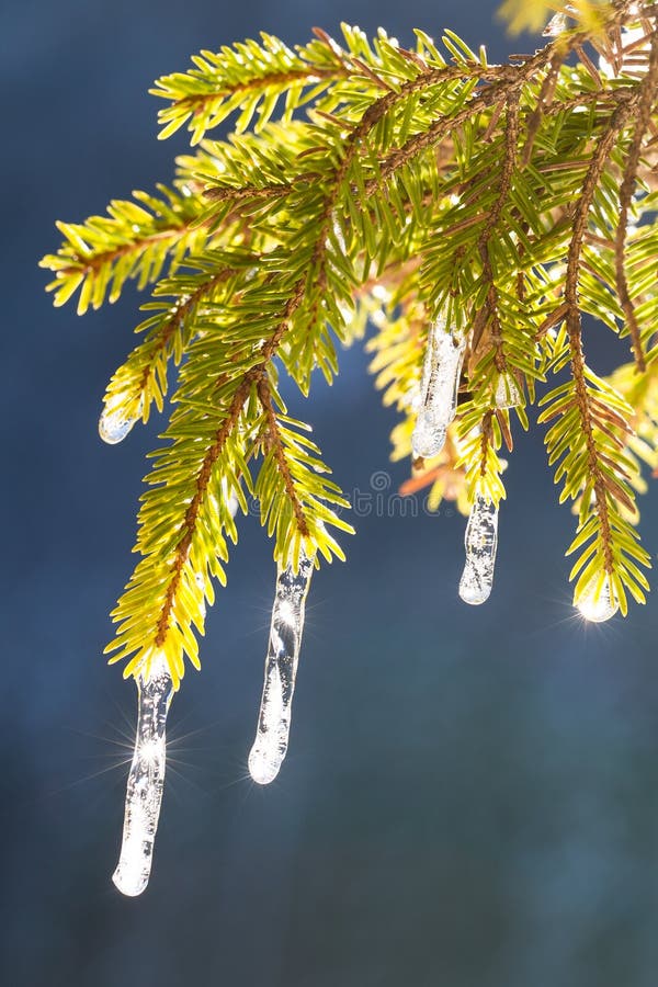 Evergreen Pine Tree in Spring Stock Photo - Image of evergreen, closeup ...