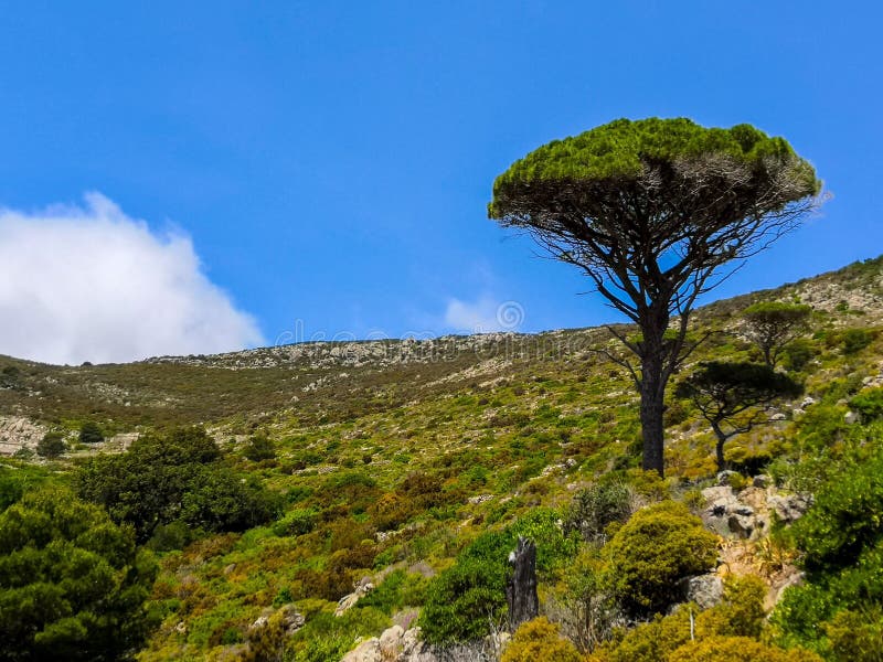 Evergreen Pine Tree Standing Majestically Atop a Rolling Hillside Stock ...