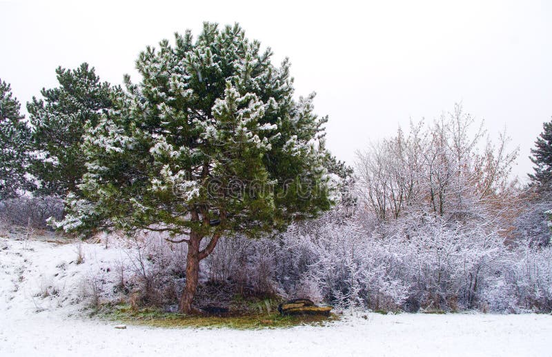 Evergreen pine trees stock photo. Image of frozen, frosty - 37404806