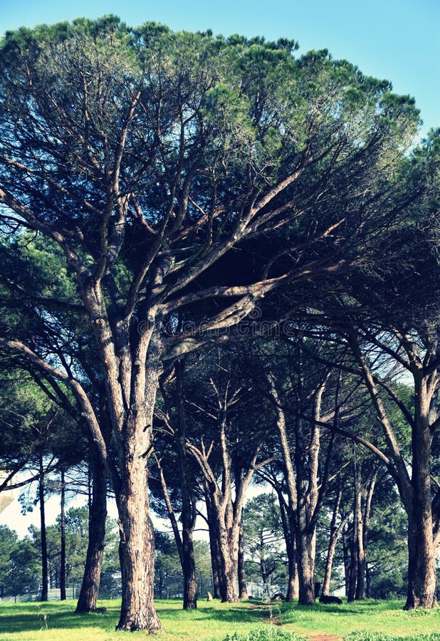 Evergreen Pine Trees stock image. Image of fast, pinus - 232812111