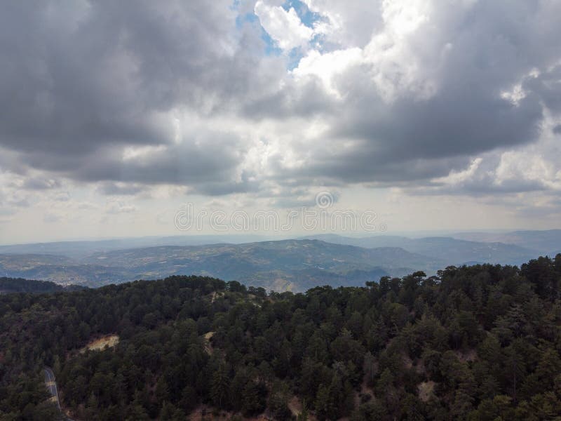 Evergreen Pine Trees Growing in High Troodos Mountains on Cyprus Stock ...