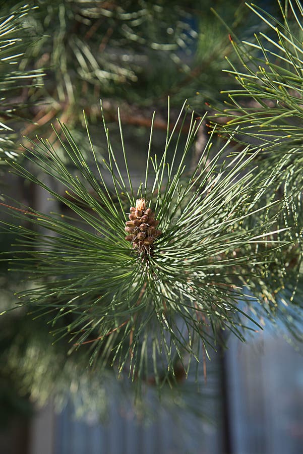 Pine cone stock image. Image of snow, conifer, cone - 101295629