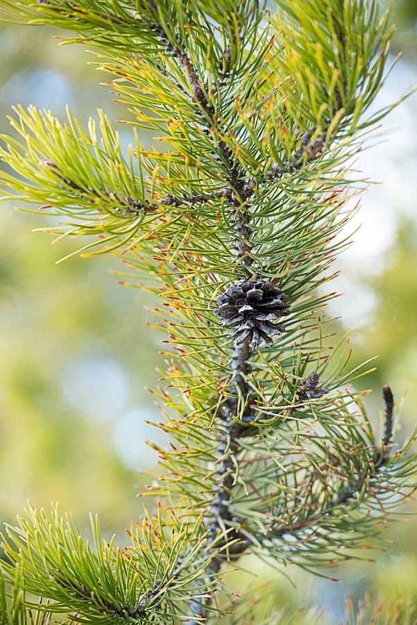 Pine cone stock image. Image of shaped, needle, woody - 101299105