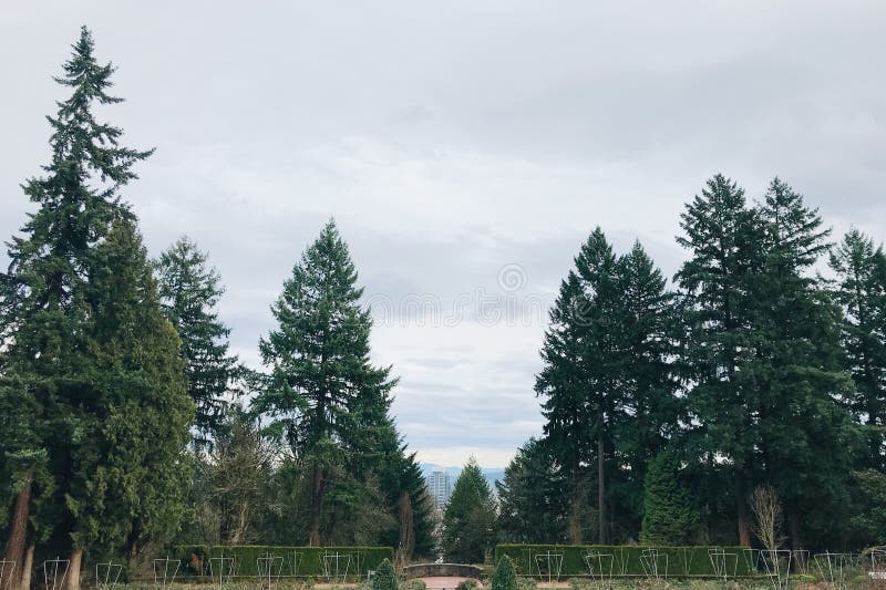 Portland Oregon stock photo. Image of evergreen, pine - 118938522