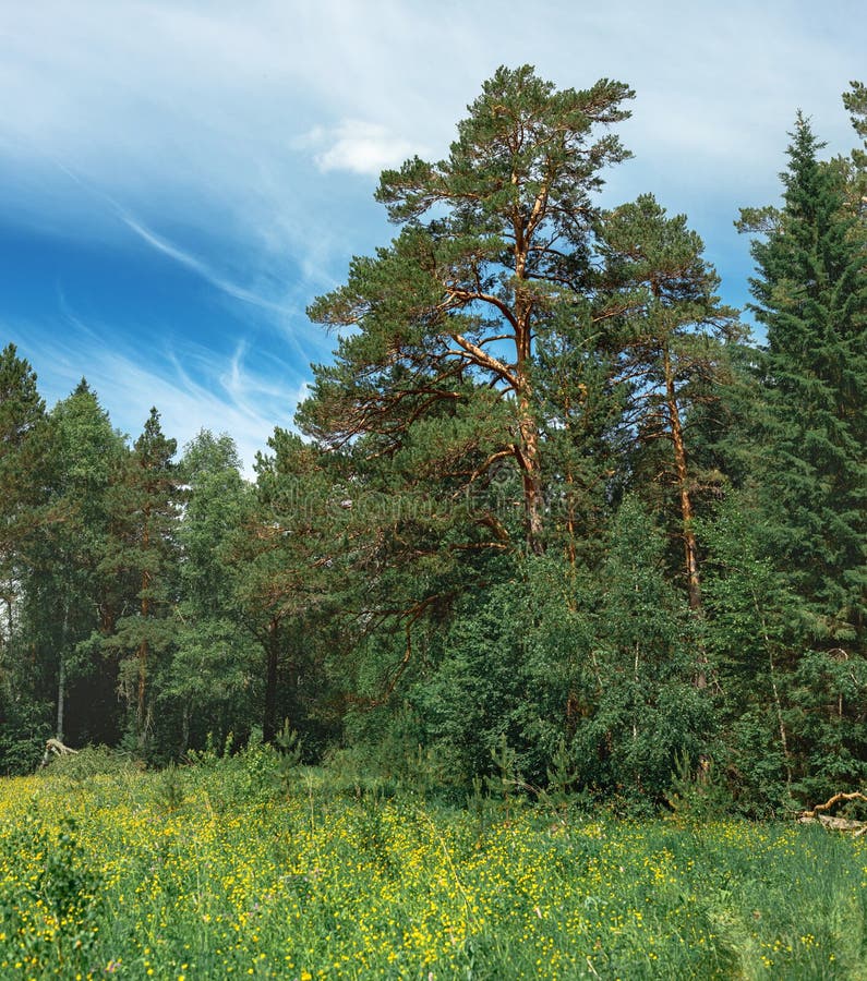 Pine in a Wild Meadow with Wild Flowers Stock Photo - Image of scenic ...
