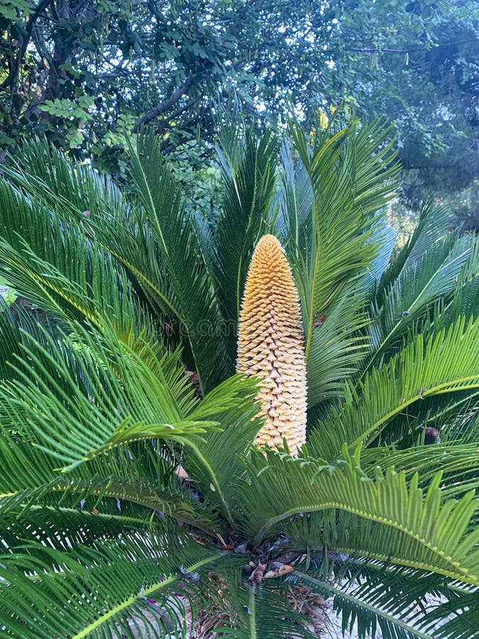 Evergreen Plant Cycas Rumphii Cone. Studio Photo Stock Photo - Image of ...