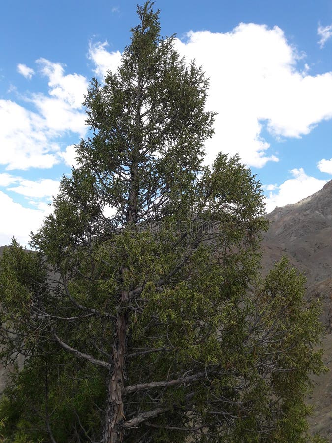 Evergreen Plant High Altitude Stock Image - Image of evergreen ...