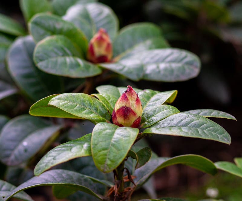 An Evergreen Plant with Large Hard Leaves Stock Photo - Image of exotic ...