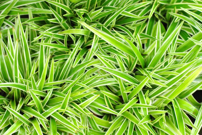 Evergreen Plant Leaves Pattern Background Stock Photo - Image of drops ...